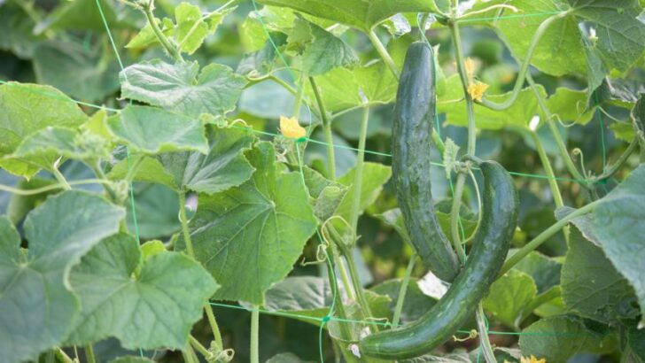 11 Best Cucumber Companion Plants to Help Them Grow
