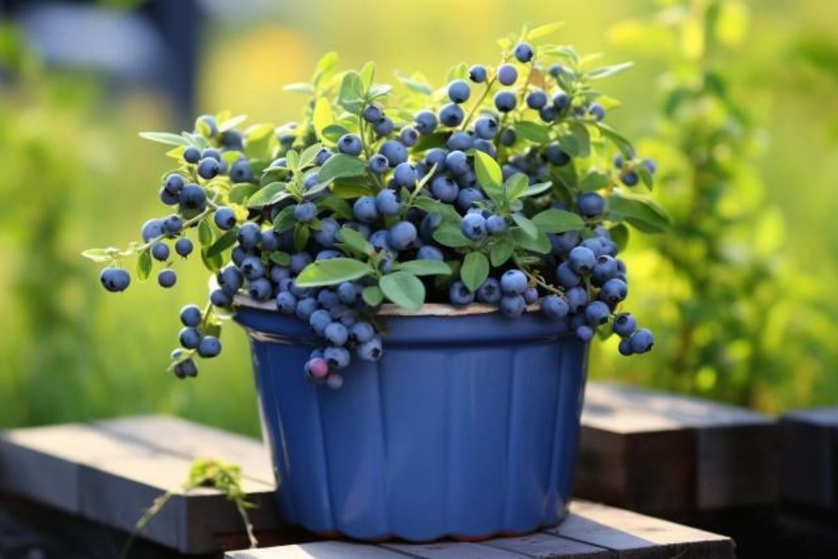 How to Grow and Care for Blueberries