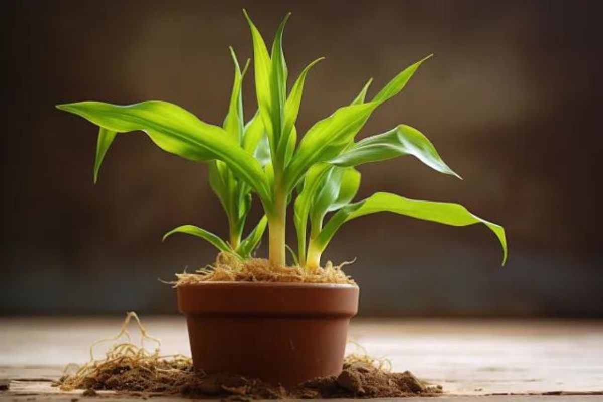 How to Grow and Care for Corn (The Easy Way)