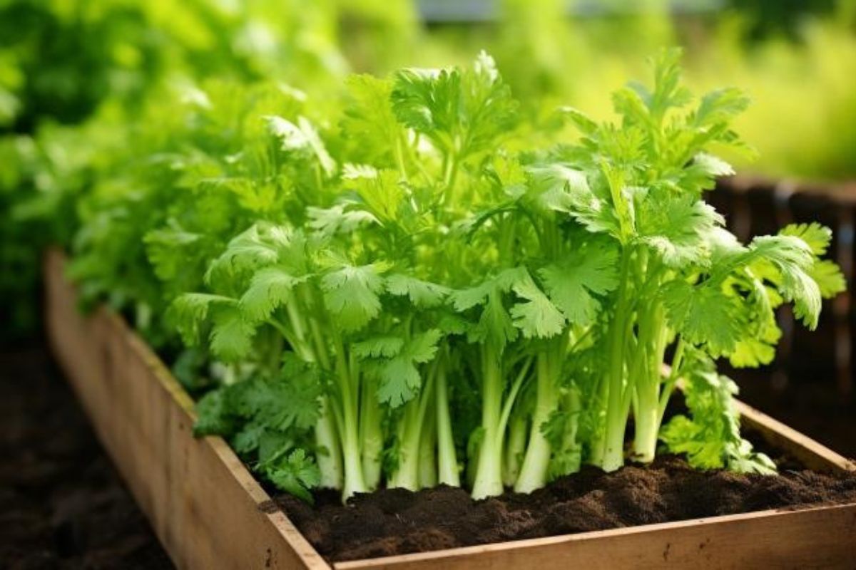 How to Grow and Care for Celery (A Beginner’s Guide)