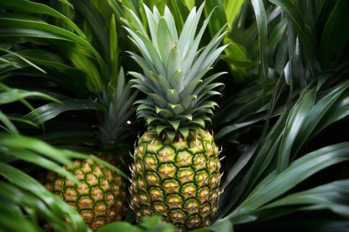 How to Grow and Care for a Pineapple Plant (Expert Tips)
